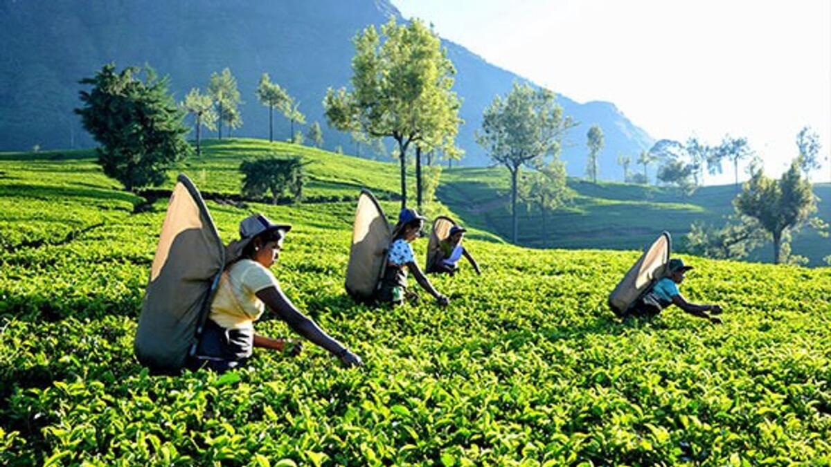 Sri Lanka’s tea export earnings hit an all-time high on lower volume ...