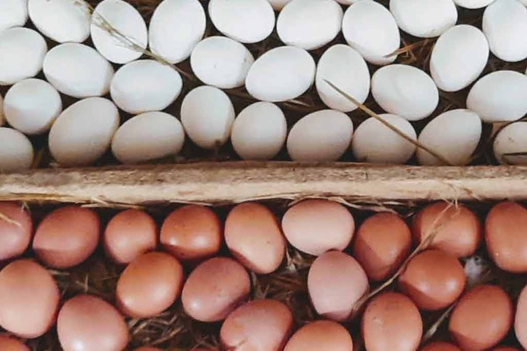 Sri Lanka to import eggs from India until April to tackle soaring ...