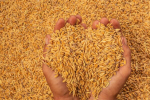 Loan Scheme Introduced to Support Paddy Purchases for 2025/26 Maha ...