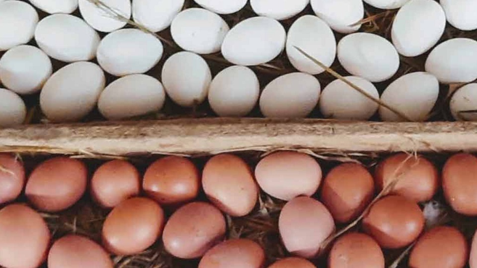 ACPTA Ensures Stable Egg Prices During Festive Season - LNW Lanka News Web