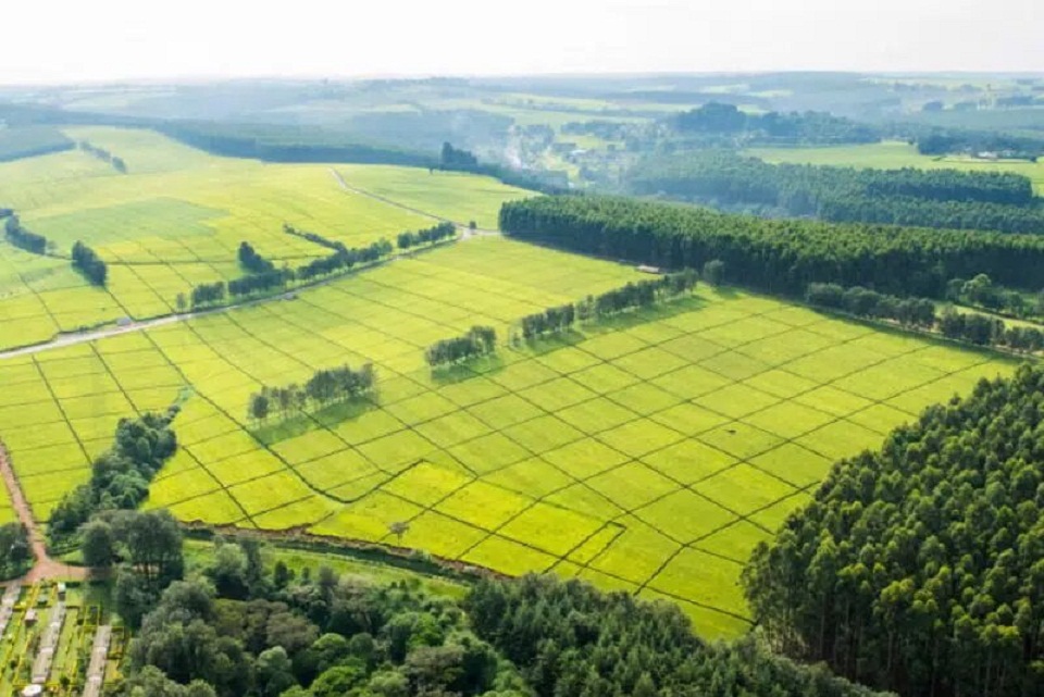 James Finlay sells its Kenya tea business to Sri Lanka investors - LNW ...