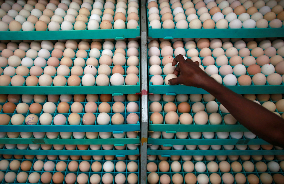 Sri Lanka imports Indian eggs to combat monopoly hits a hitch - LNW ...