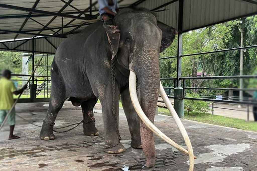 Russian cargo plane takes Tusker "Muthu Raja" back to Thailand - LNW ...