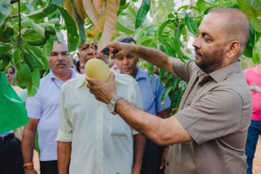 Sour Banana and TEJC Mango projects in Jaffna reach success - LNW Lanka ...