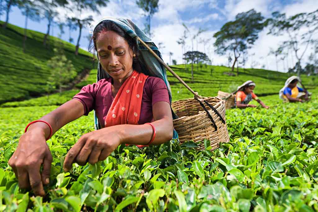 Sri Lanka to create Family-Friendly Tea Industry - LNW Lanka News Web