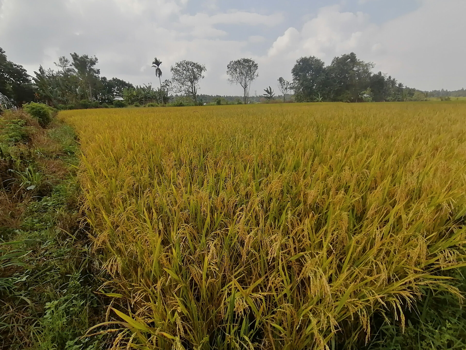 Empowering Farmers: Chandrasena's Journey with Integrated Plant ...
