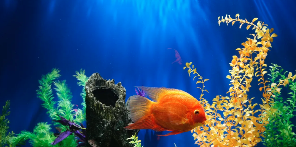 Lumbini Aquaria launches a new export venture with ‘Gobble’ fish feed ...