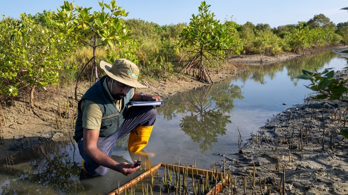 Sri Lanka to Restore 10,000 Hectares of Mangroves by 2030 with Community Efforts - LNW Lanka ...