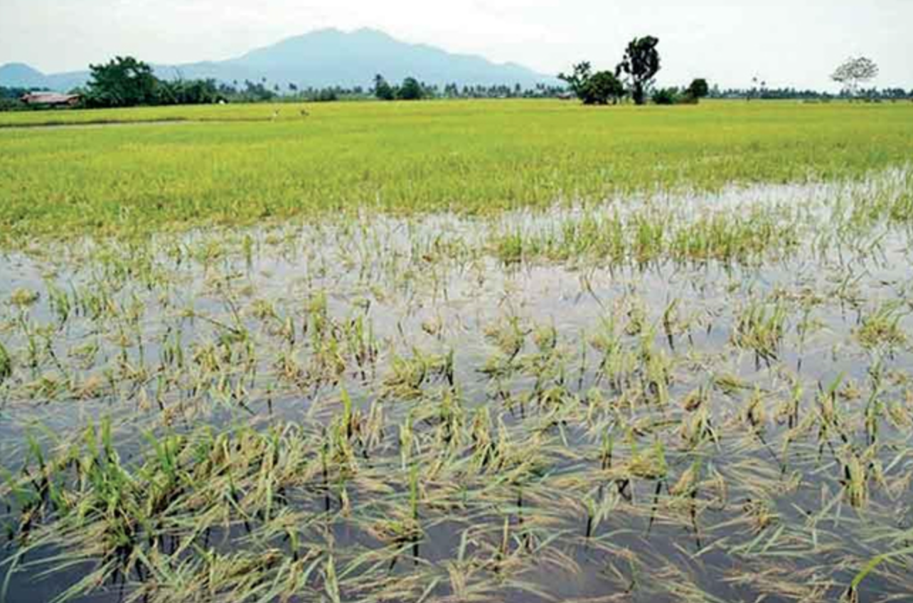 Floods Devastate Paddy Fields, Affecting Over 120,000 Farmers - LNW ...