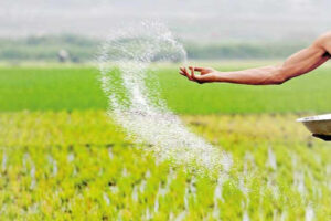 Govt approves fertiliser subsidies for 2025 Yala Season farmers - LNW ...